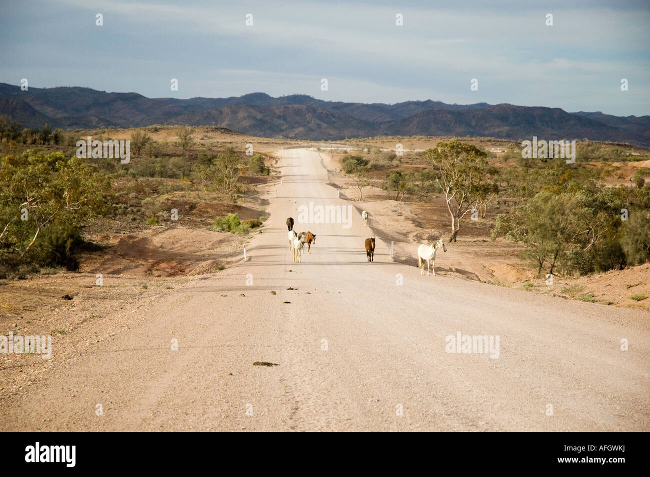 Gamon hi-res stock photography and images - Alamy