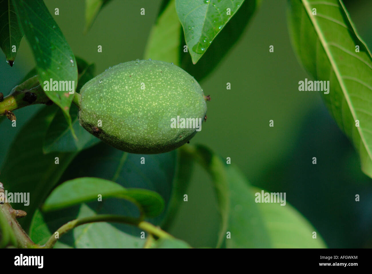 Close-up of nut in Walnut Tree. Juglans regia Stock Photo - Alamy