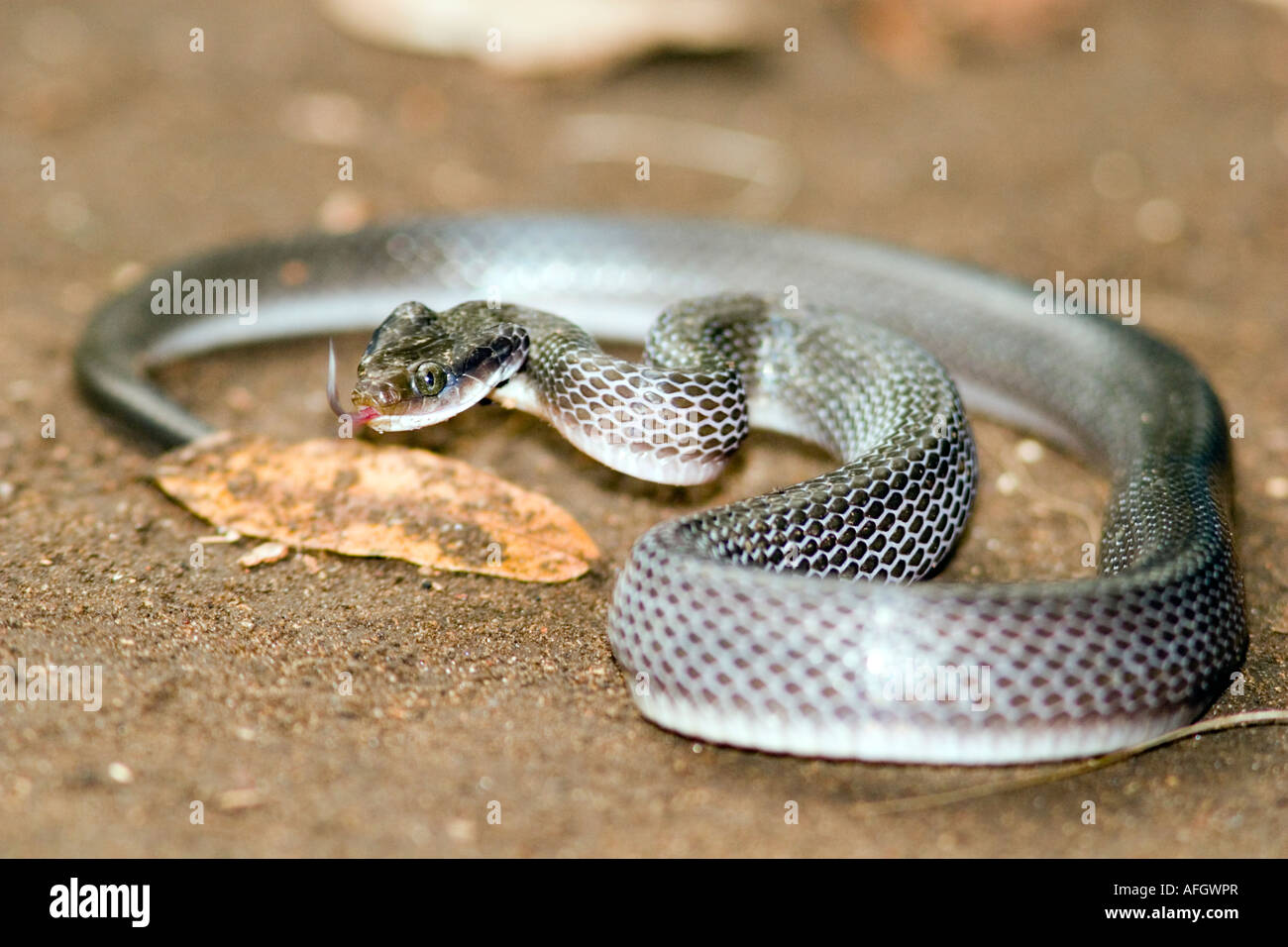 White-lipped herald snake (Crotaphopeltis hotamboeia) in Tanzania Stock ...