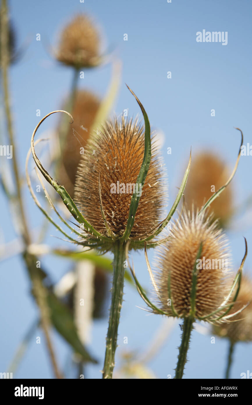 Teasle Dipsacus fullonum Stock Photo - Alamy