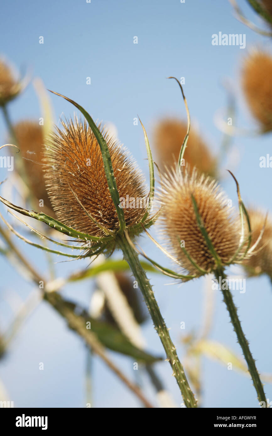 Teasle Dipsacus fullonum Stock Photo - Alamy