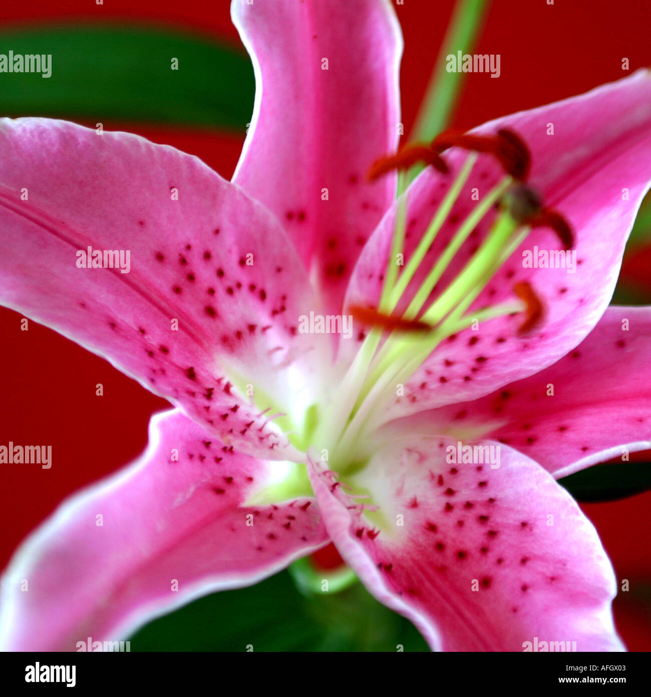 Stargazer lilies hi-res stock photography and images - Alamy
