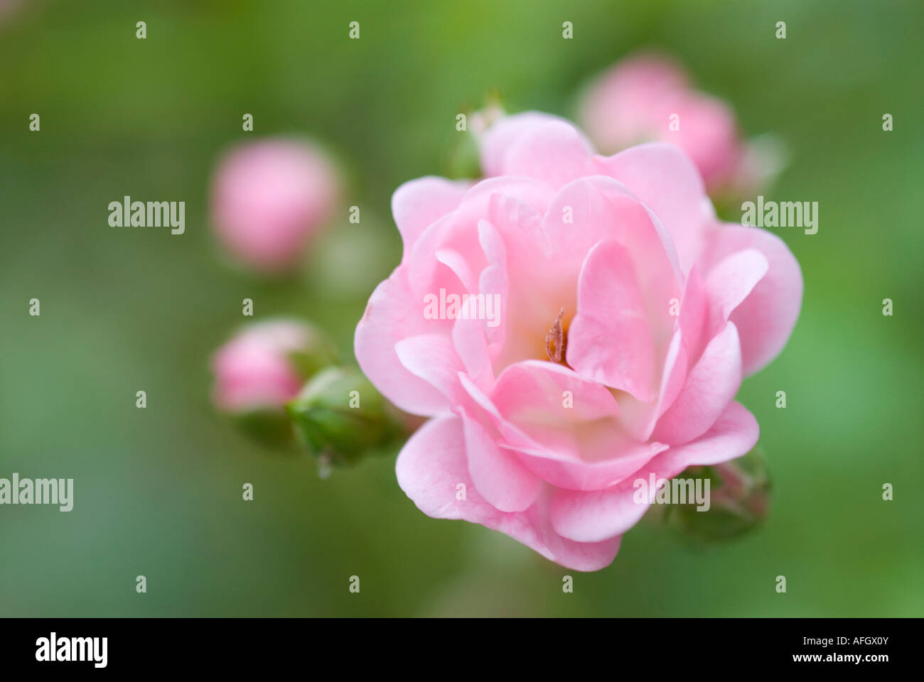 Fragile usa summer hi-res stock photography and images - Alamy