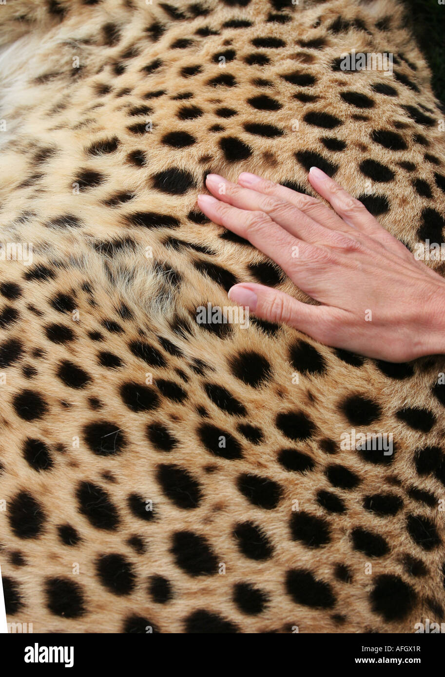 Live cheetah hi-res stock photography and images - Alamy