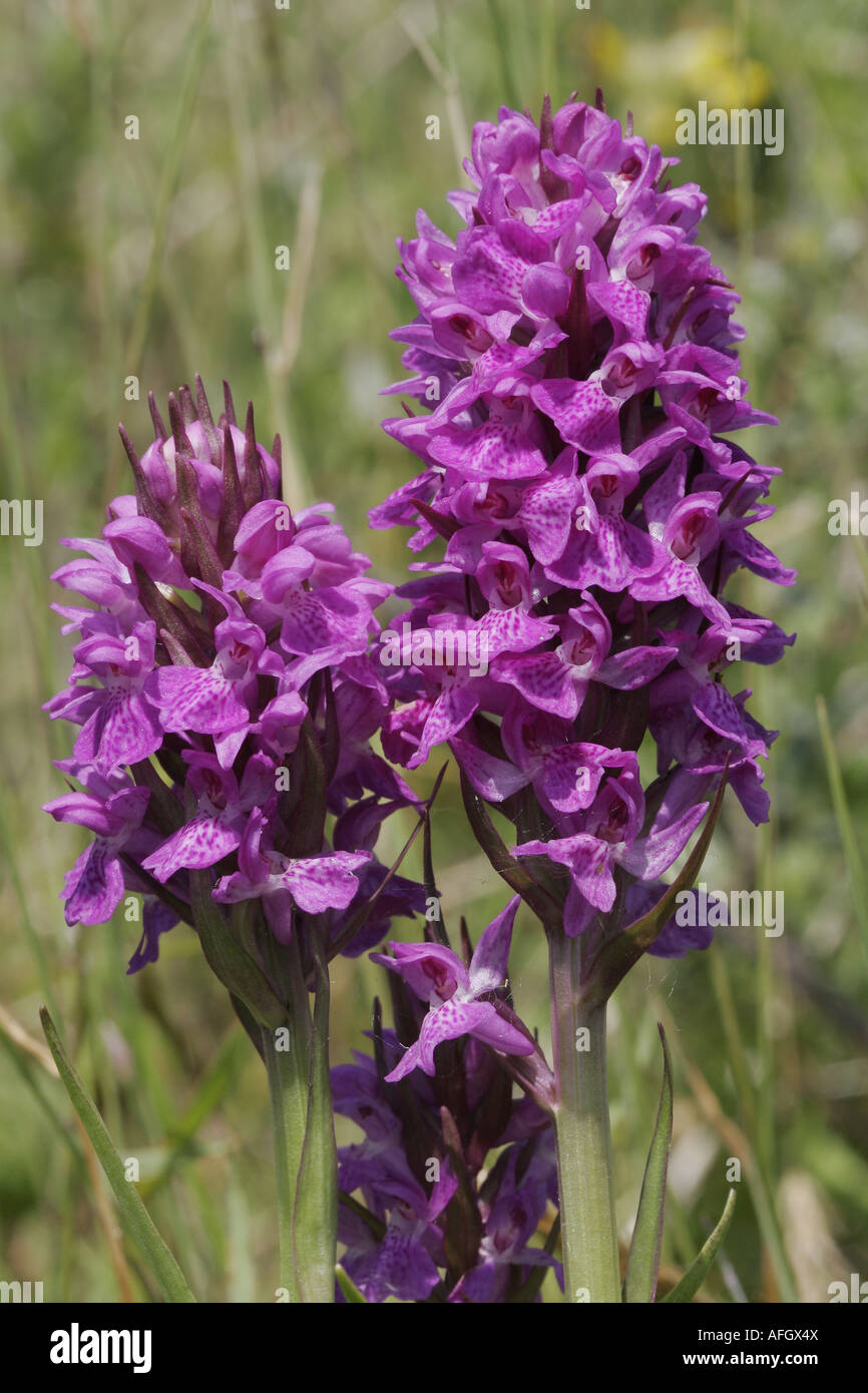 Kenfig burrows hi-res stock photography and images - Alamy