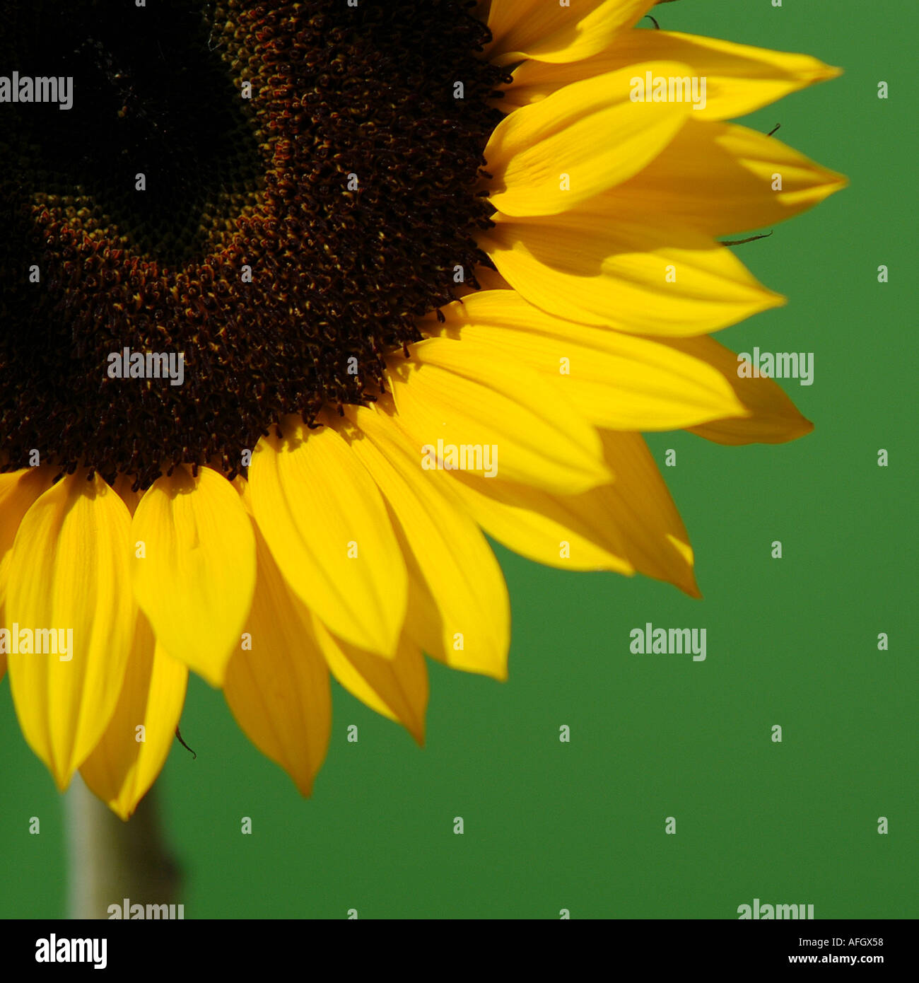 Sunflower Photograph by Patrick Steel www patricksteel co uk Stock ...