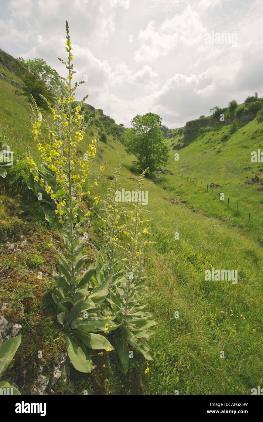 Thapsus High Resolution Stock Photography and Images - Alamy