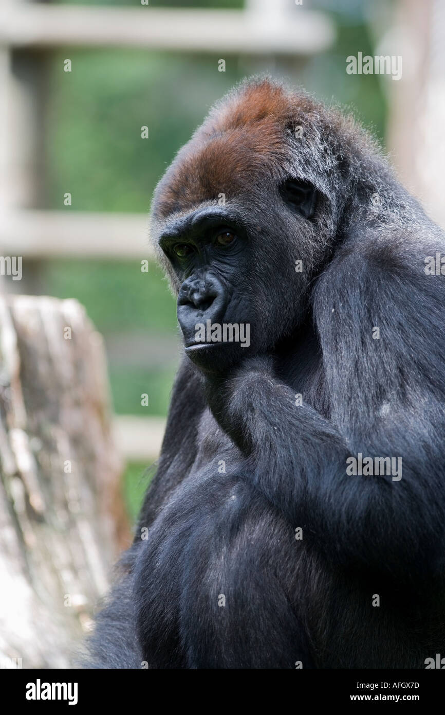Being coy hi-res stock photography and images - Alamy