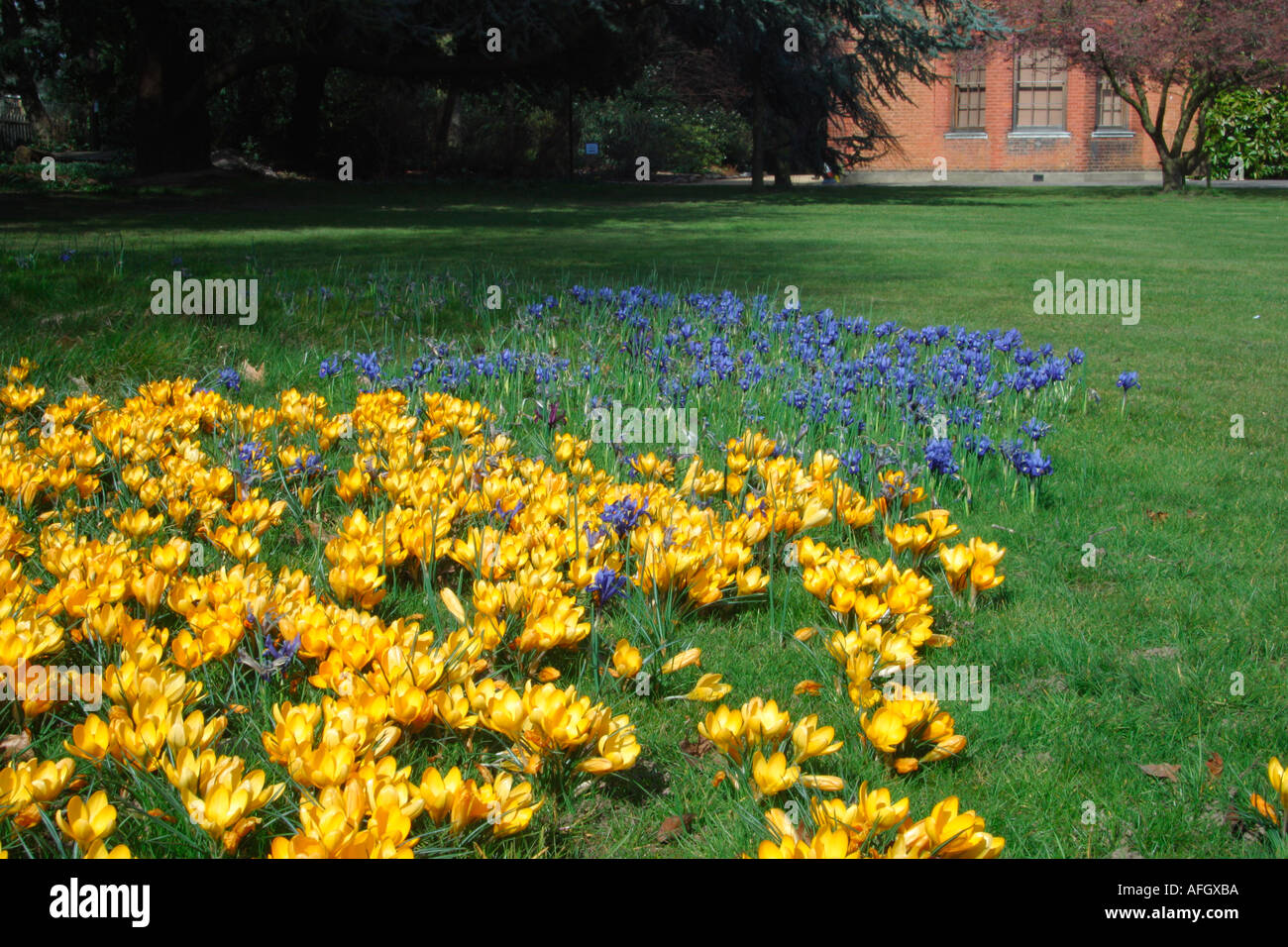 Spring bulb planted in the lawn Stock Photo - Alamy