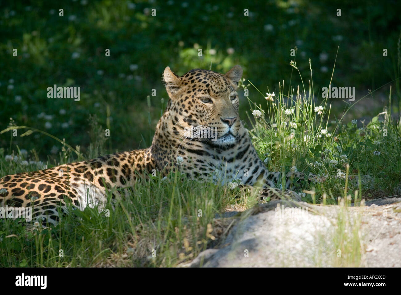 Far eastern leopard hi-res stock photography and images - Alamy