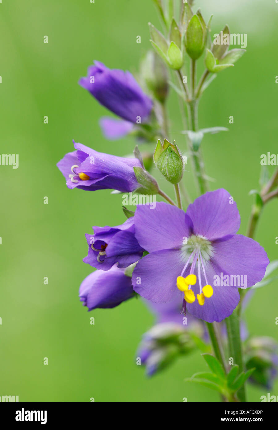 Jacob's Ladder Polymonium caeruleum at Lathkill Dale in the Derbyshire ...