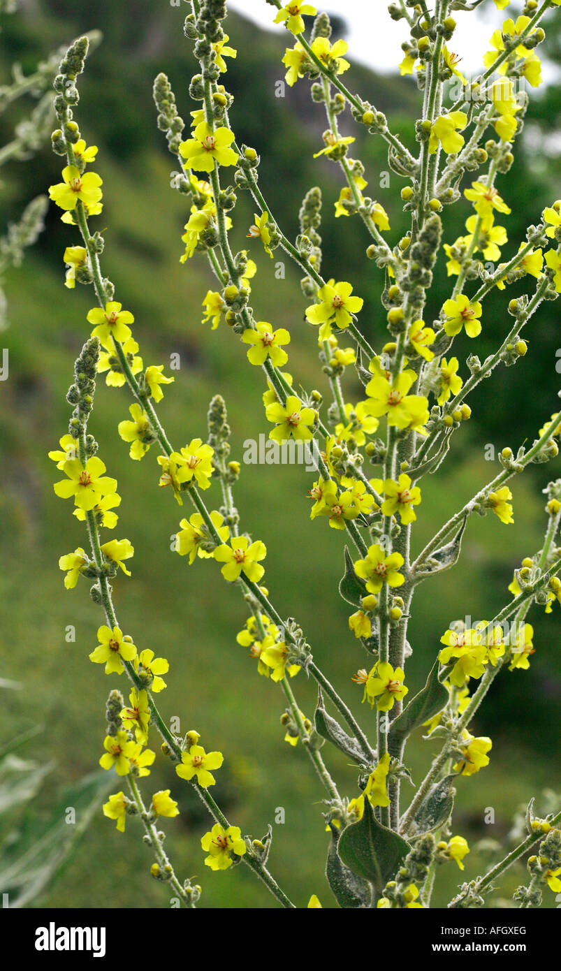 Dark Mullein Verbascum nigrum showing branched flower spike Stock Photo ...