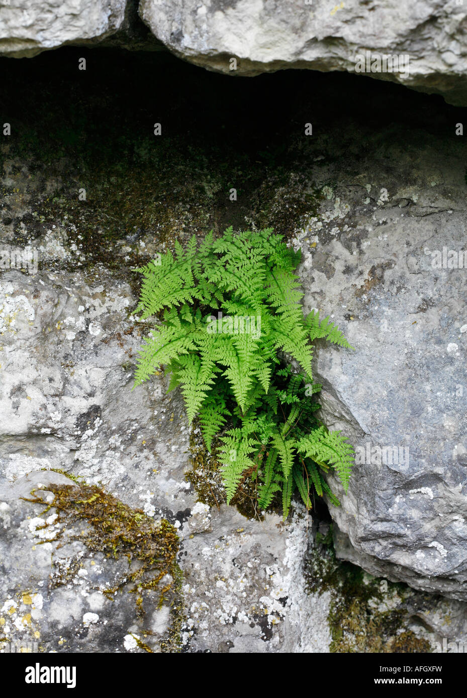 Fern colony growing on limestone rocks in Lathkill Dale in the ...