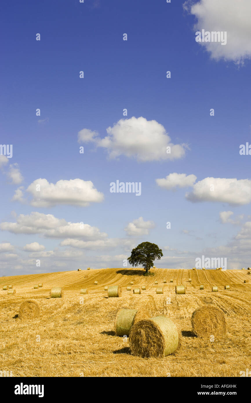 Gathering the hay, hay bales, warm and sunny, harvest Stock Photo - Alamy