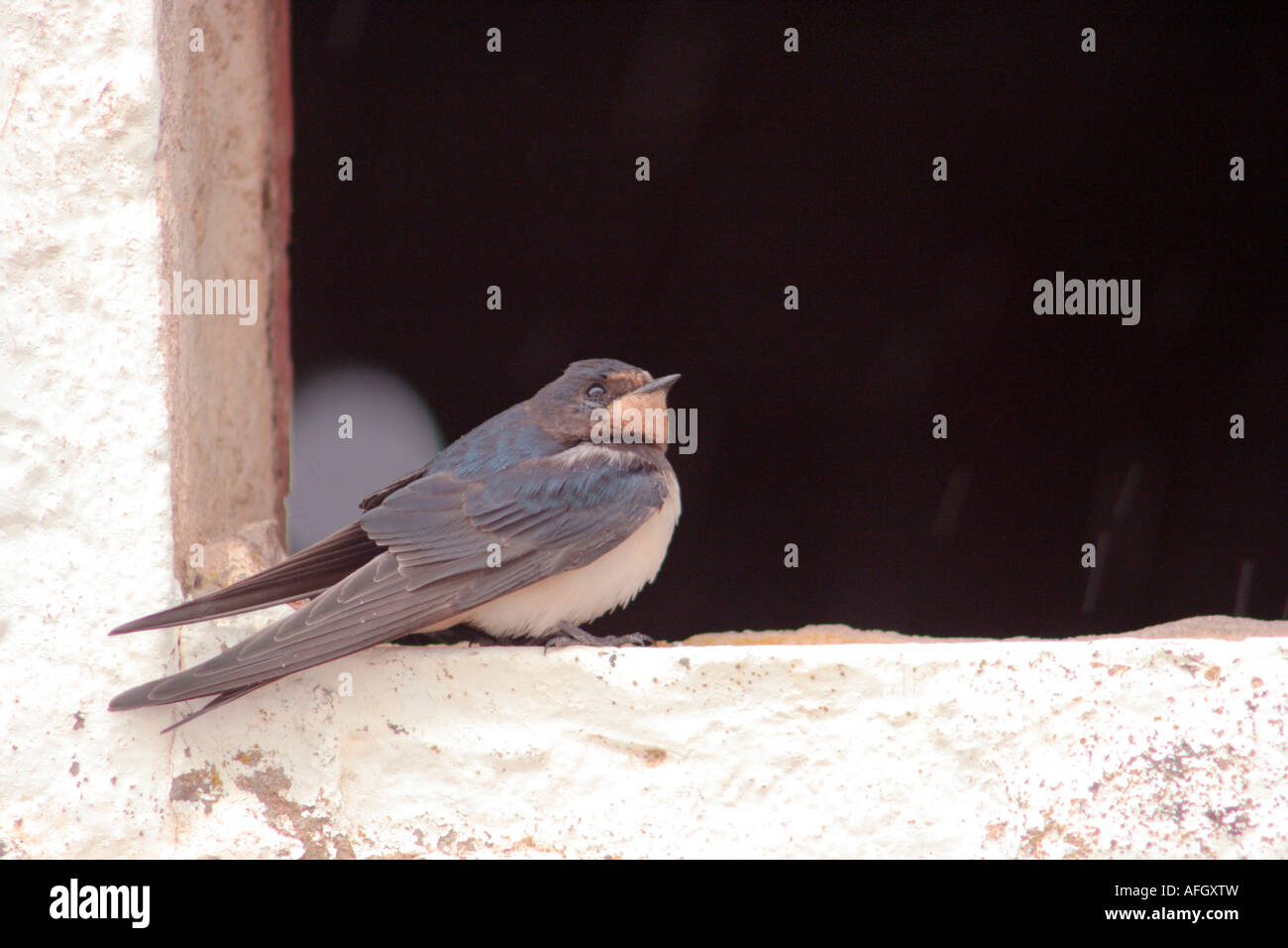 Swallow, Hirundo rustica Stock Photo - Alamy