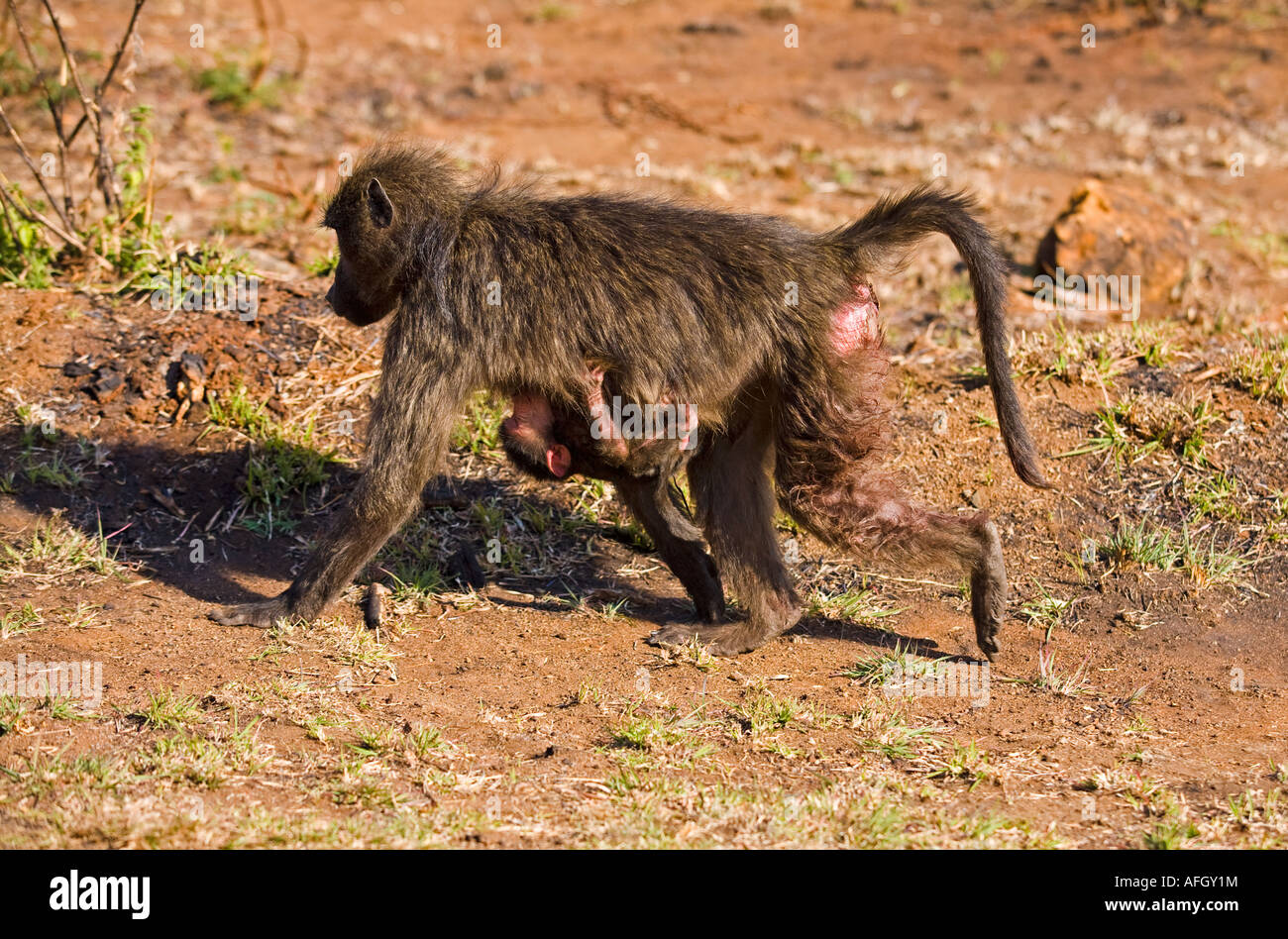 baboon with baby Stock Photo - Alamy
