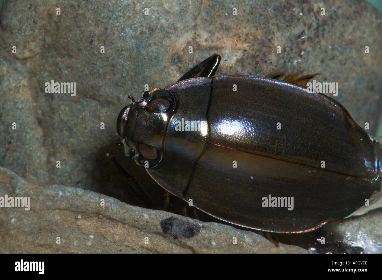 Whirligig water beetle hi-res stock photography and images - Alamy