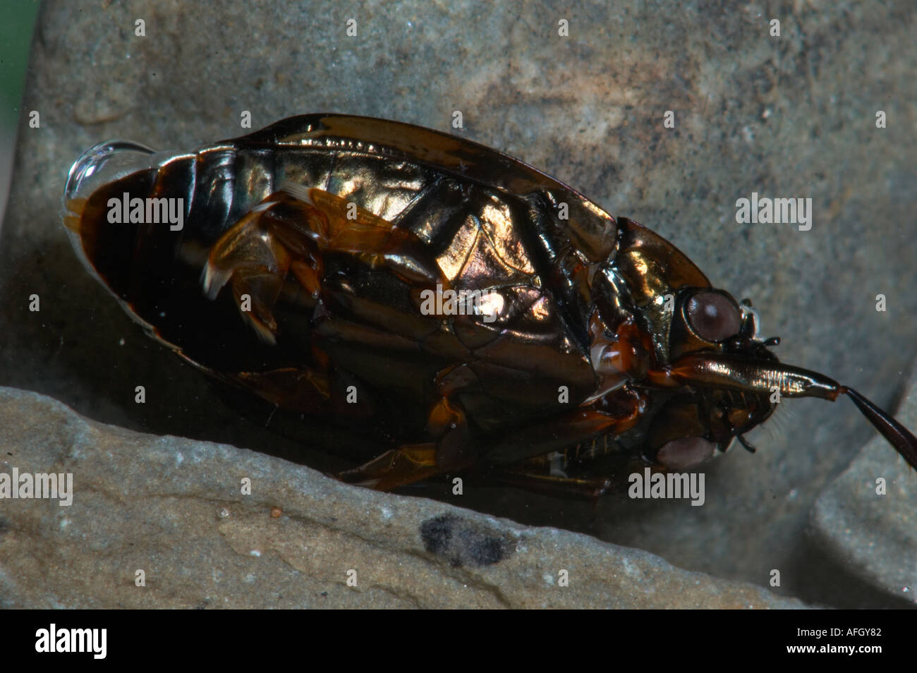 Whirligig water beetle hi-res stock photography and images - Alamy