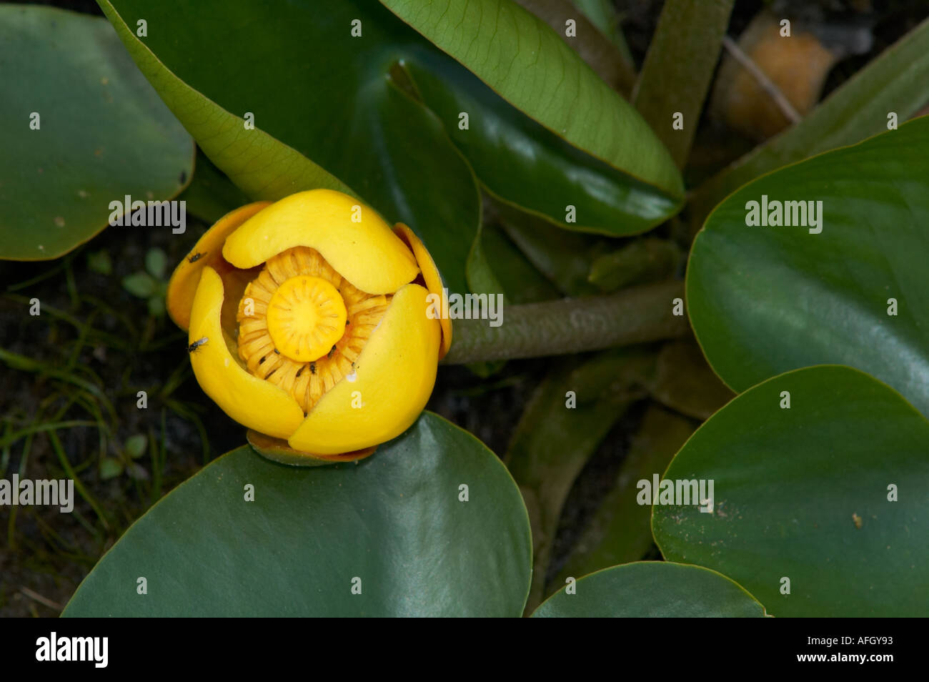 Nuphar variegata flower hi-res stock photography and images - Alamy