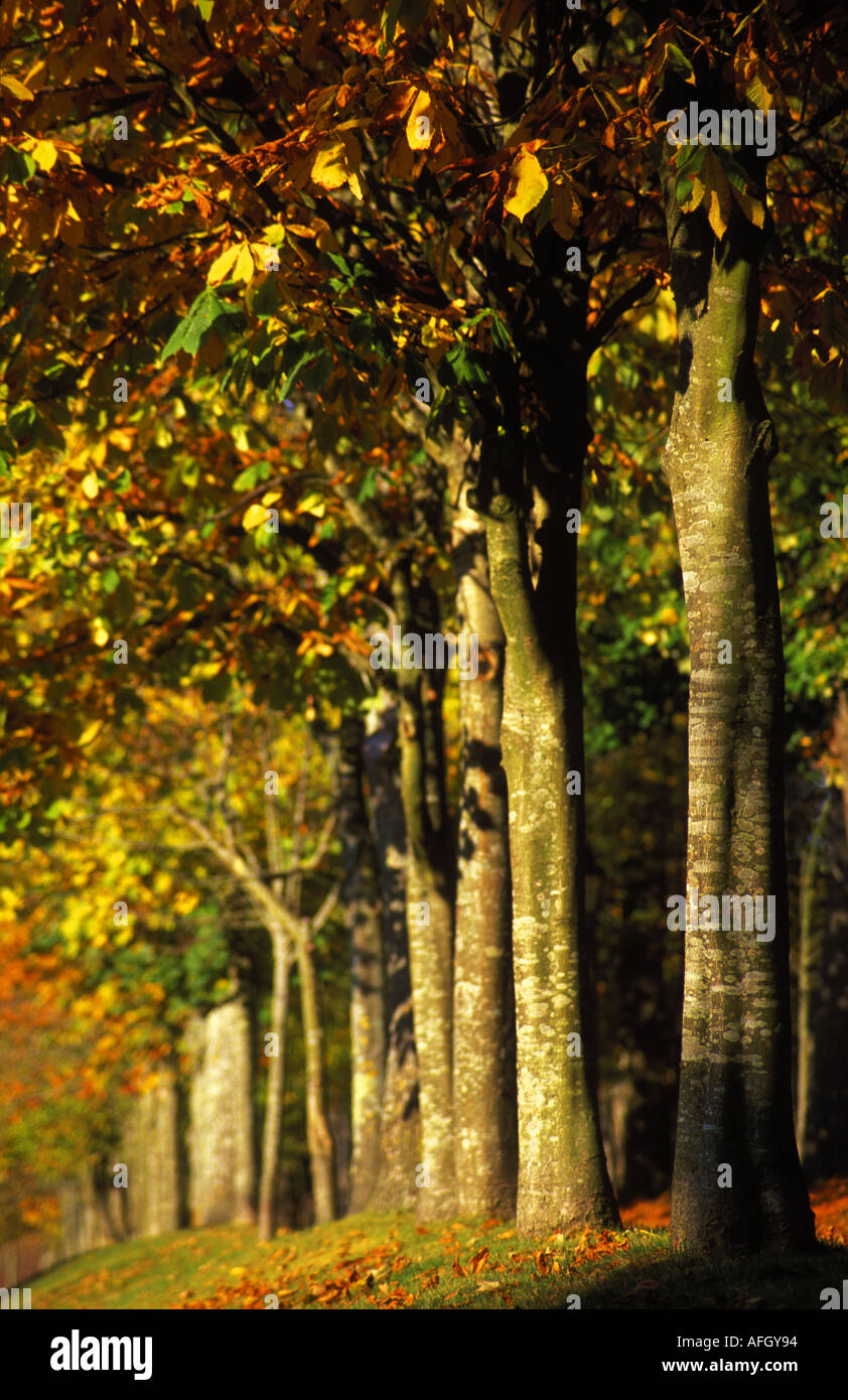 Dorset trees hi-res stock photography and images - Alamy