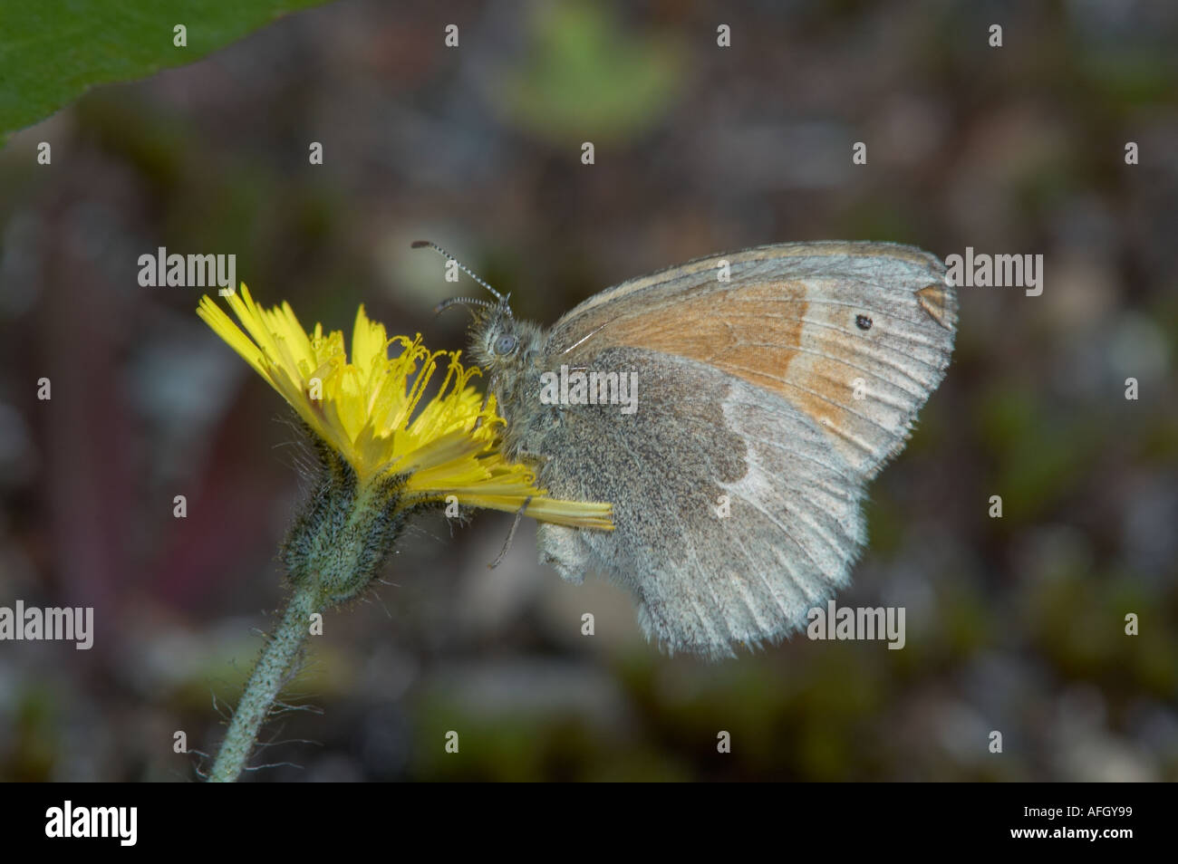 Common Ringlet Butterfly Stock Photo - Alamy