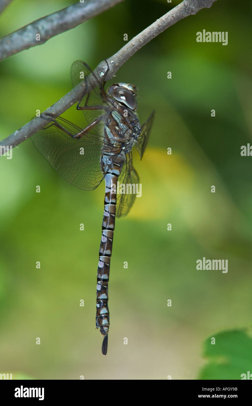 Canada Darner Dragonfly Stock Photo - Alamy