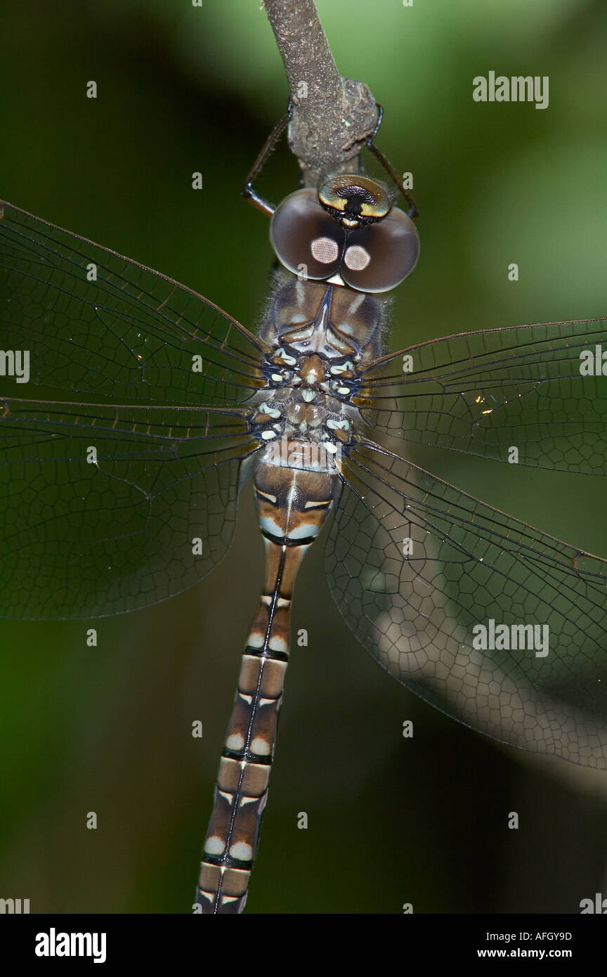 Canada Darner Dragonfly Stock Photo - Alamy