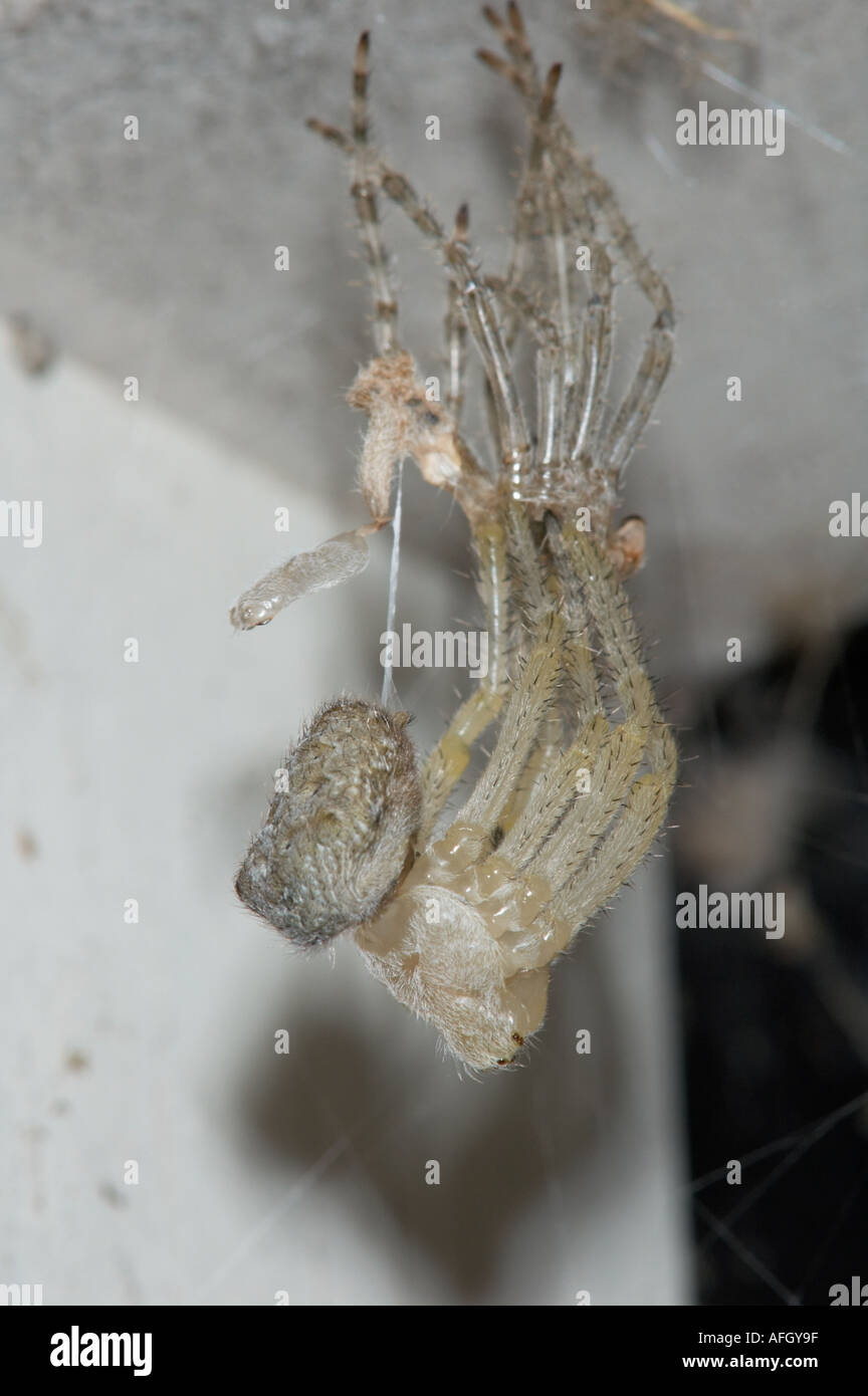 Spider skin shedding hi-res stock photography and images - Alamy
