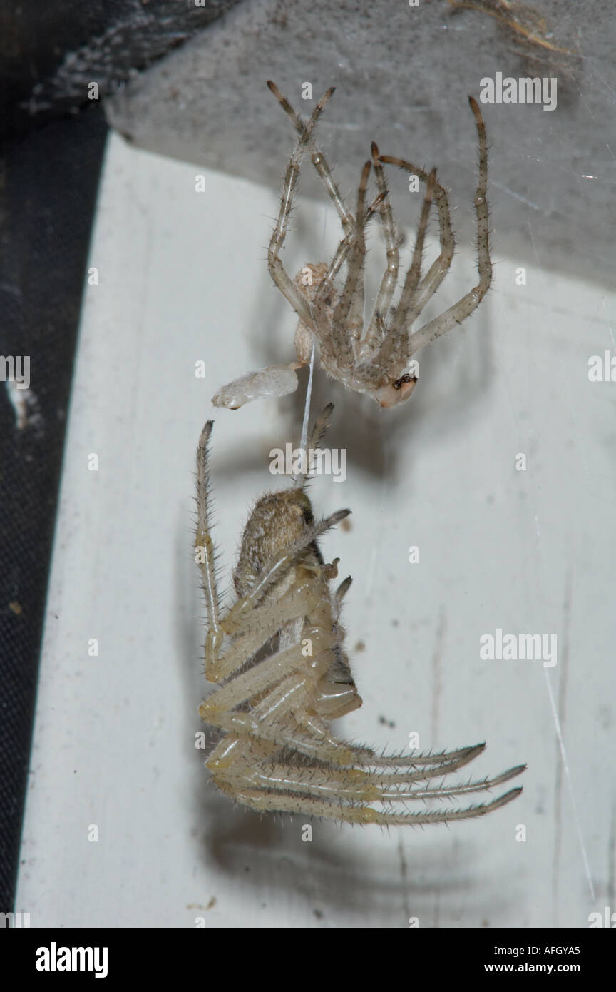 Orb Weaver Spider Shedding Skin Stock Photo - Alamy
