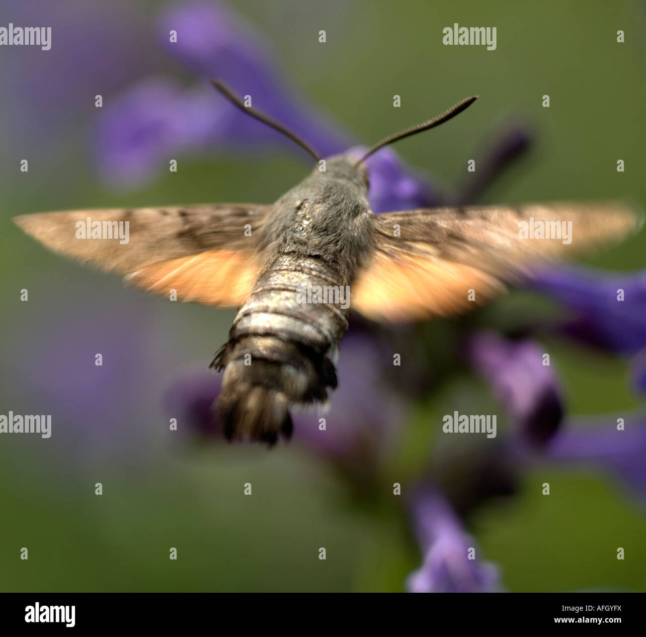 Flying sphynx moth Stock Photo - Alamy