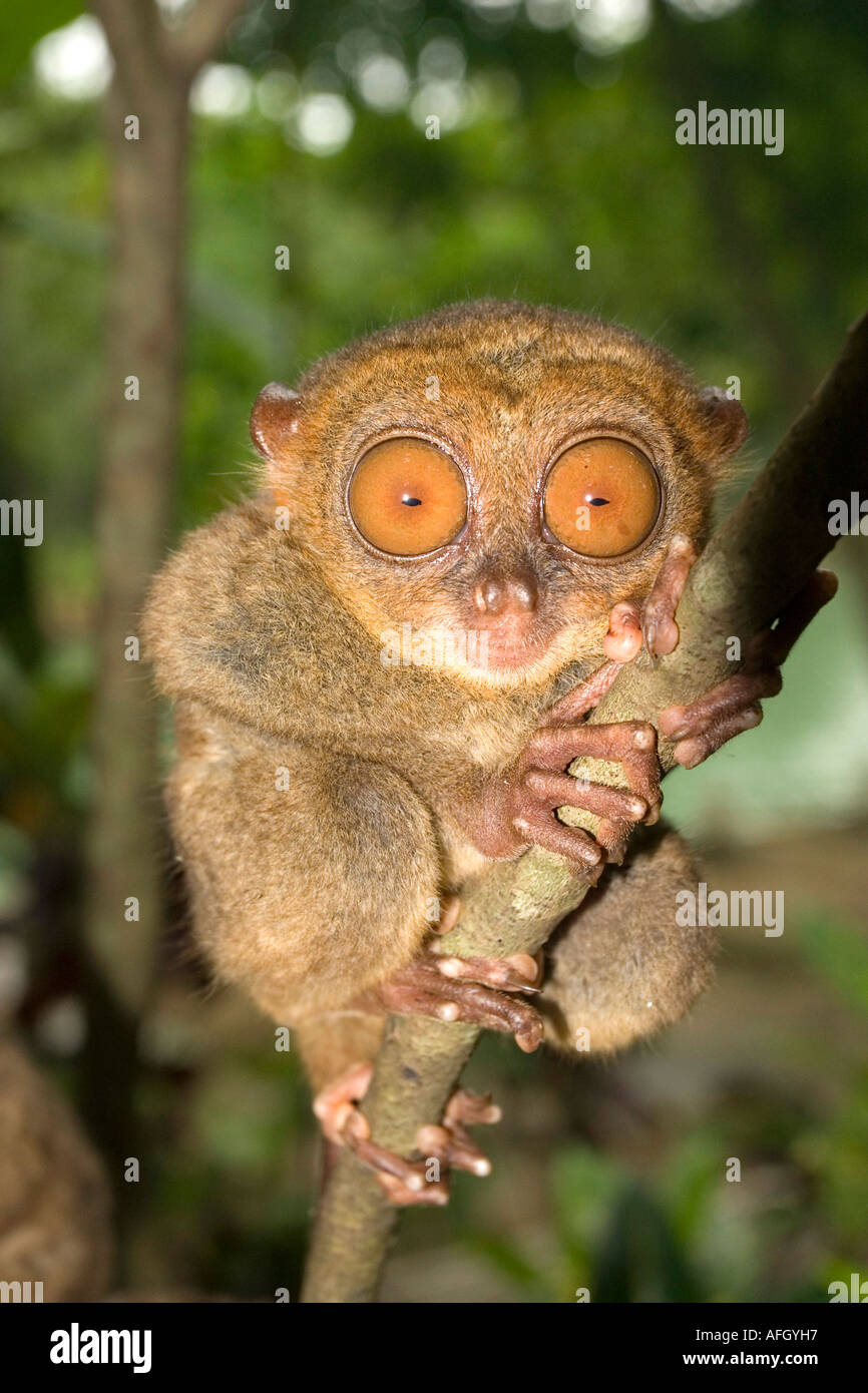 tarsier monkey in Bohol Philippines Stock Photo - Alamy