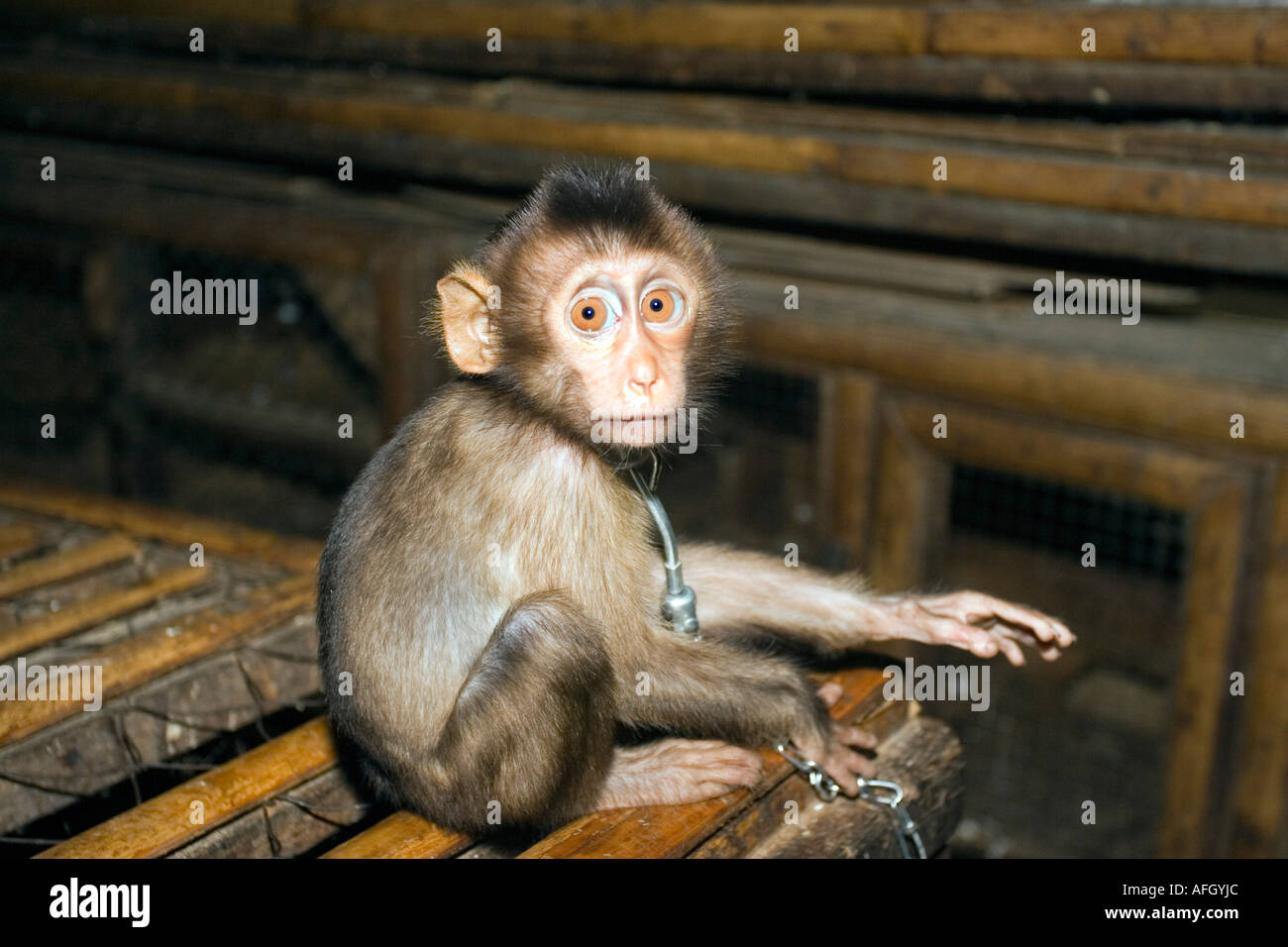 young monkey for sale Stock Photo - Alamy