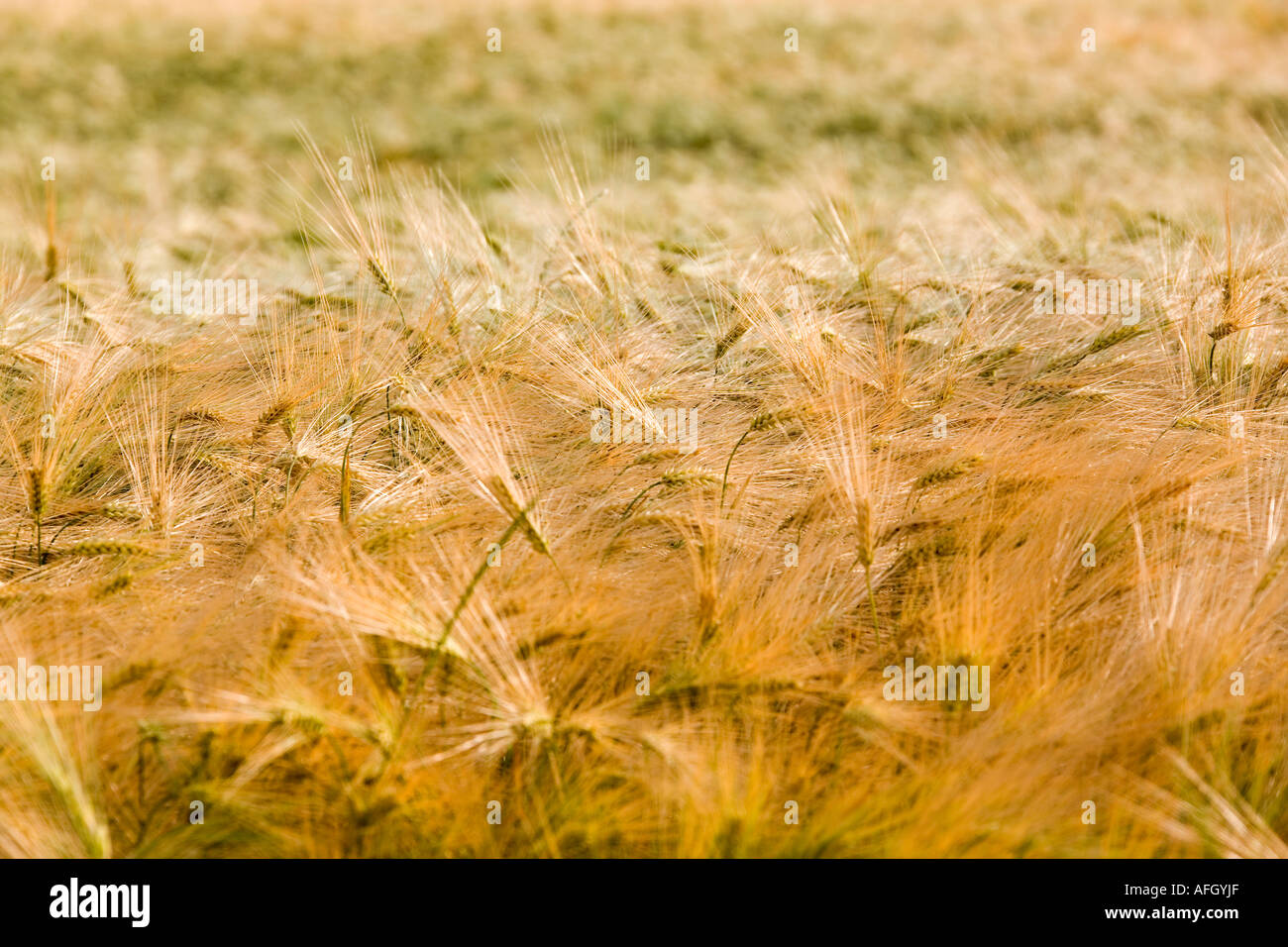 Barley beards hi-res stock photography and images - Alamy