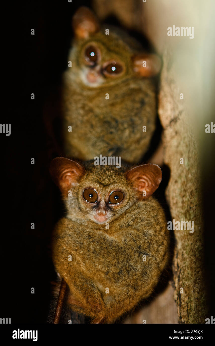 Spectral Tarsier (Tarsius spectrum), Tangkoko National Park, Sulawesi ...