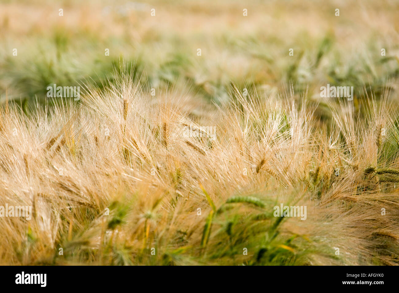 Barley beards hi-res stock photography and images - Alamy