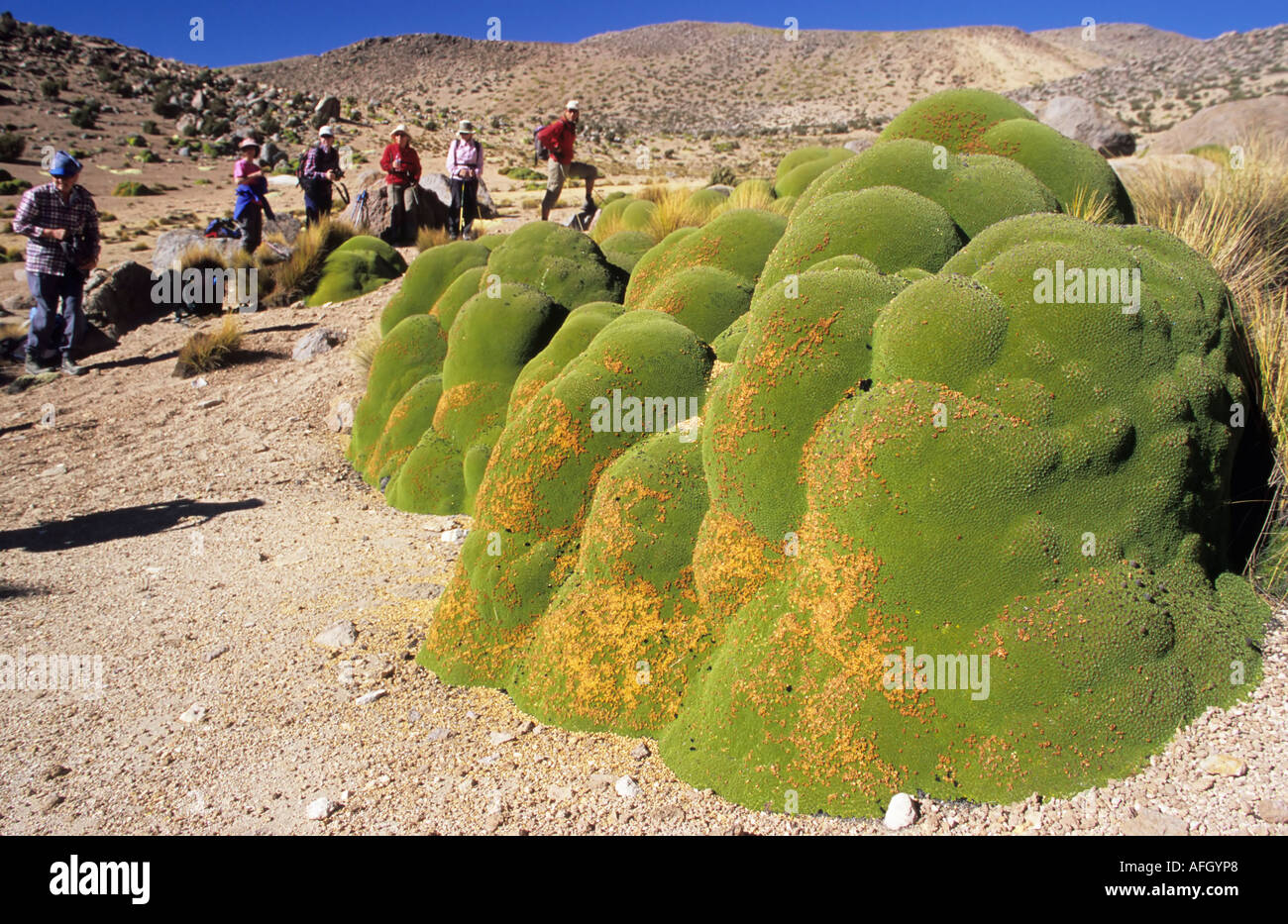 Typical andean plant Llareta at cerro Rojo, Monumento Nacional de Salar ...