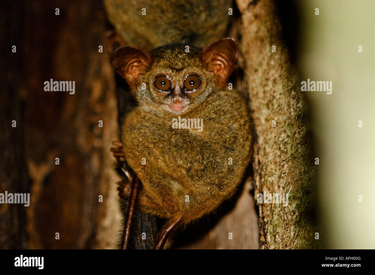 Spectral Tarsier (Tarsius spectrum), Tangkoko National Park, Sulawesi ...