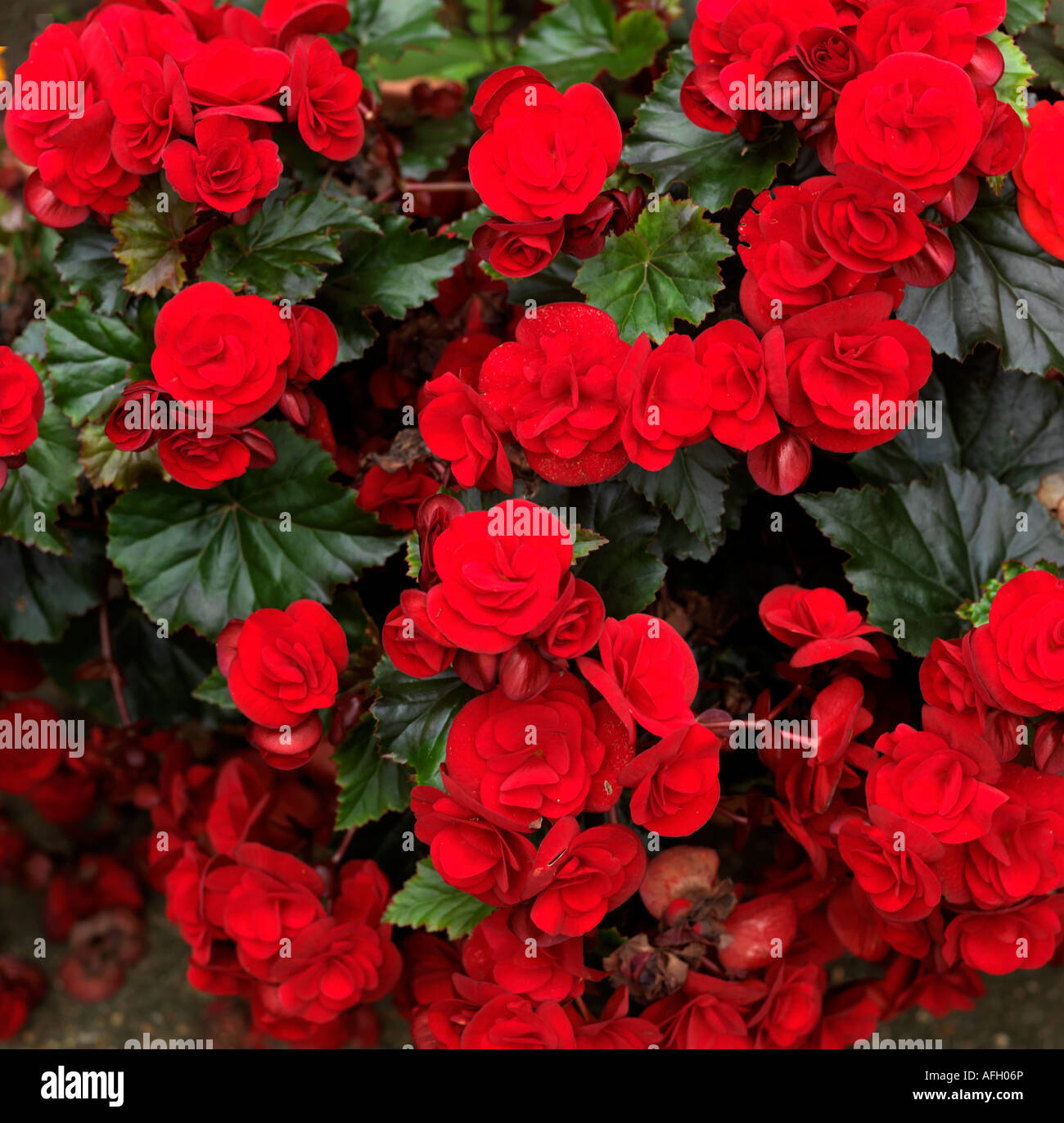 Red Begonia in Garden Stock Photo - Alamy