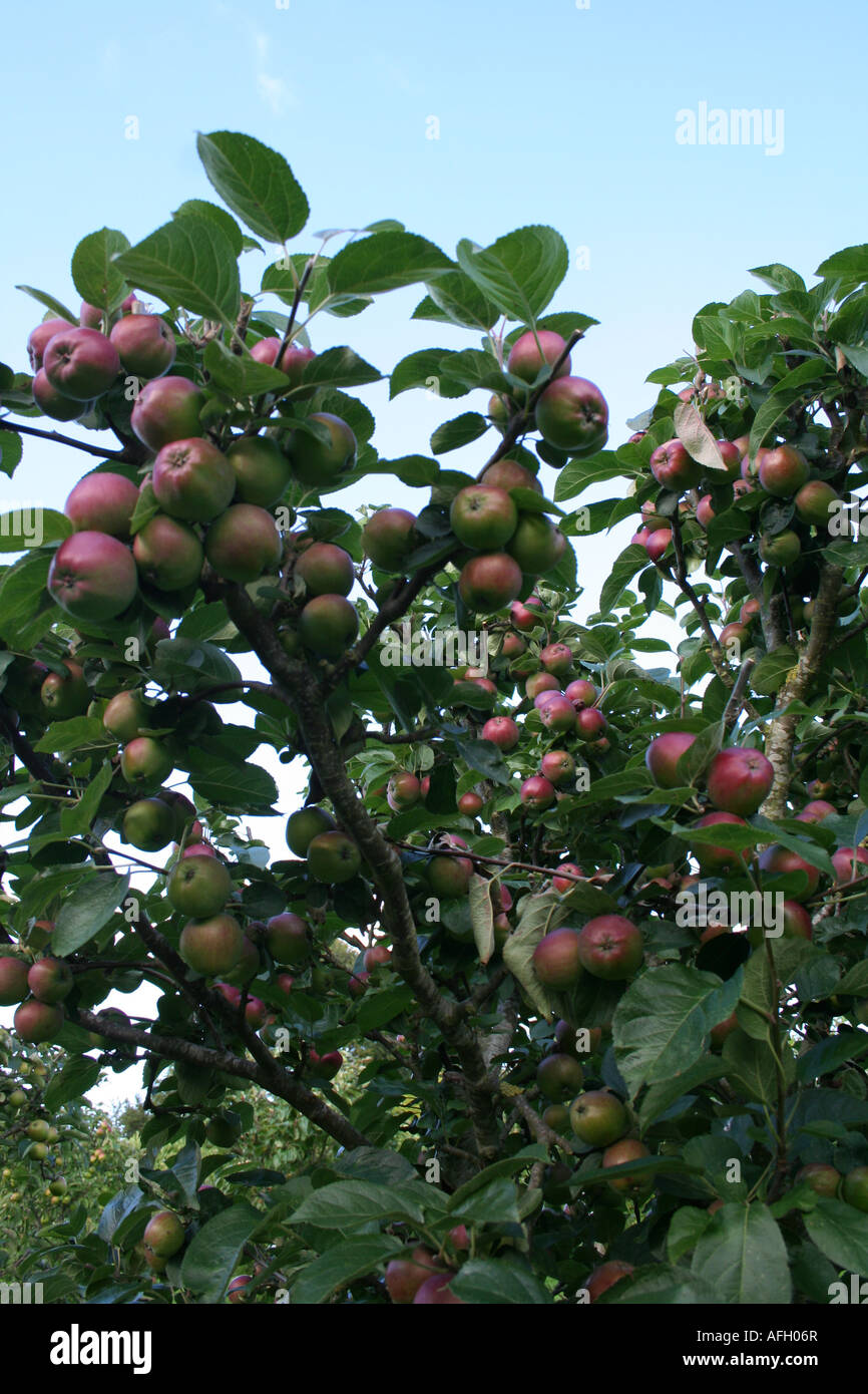 Mass of Apples Growing on a Tree Stock Photo - Alamy
