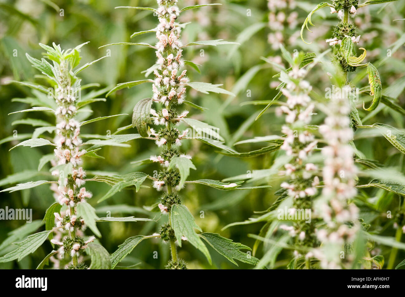 Plant leonurus cardiaca hi-res stock photography and images - Alamy
