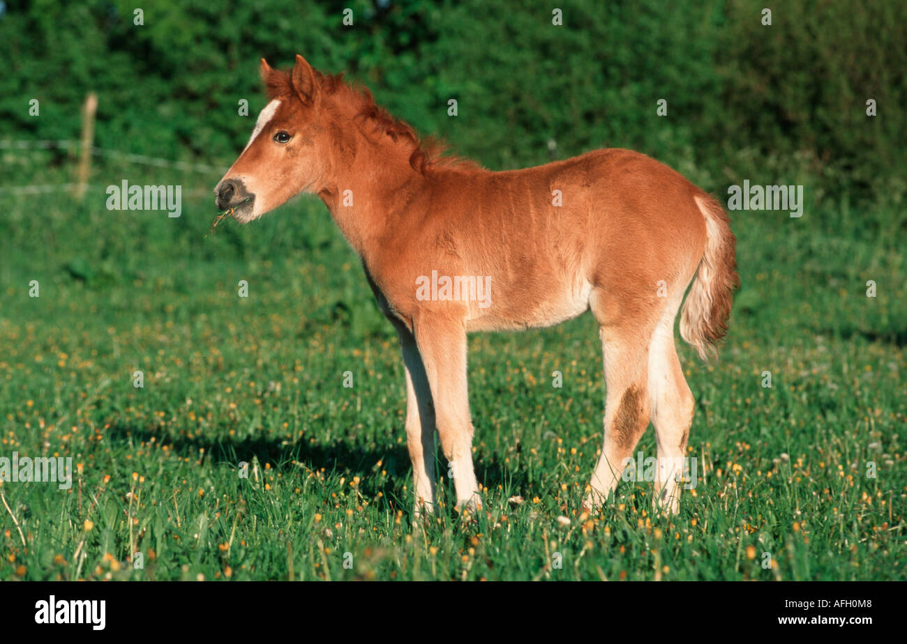 Pony and horse side by side hi-res stock photography and images - Alamy