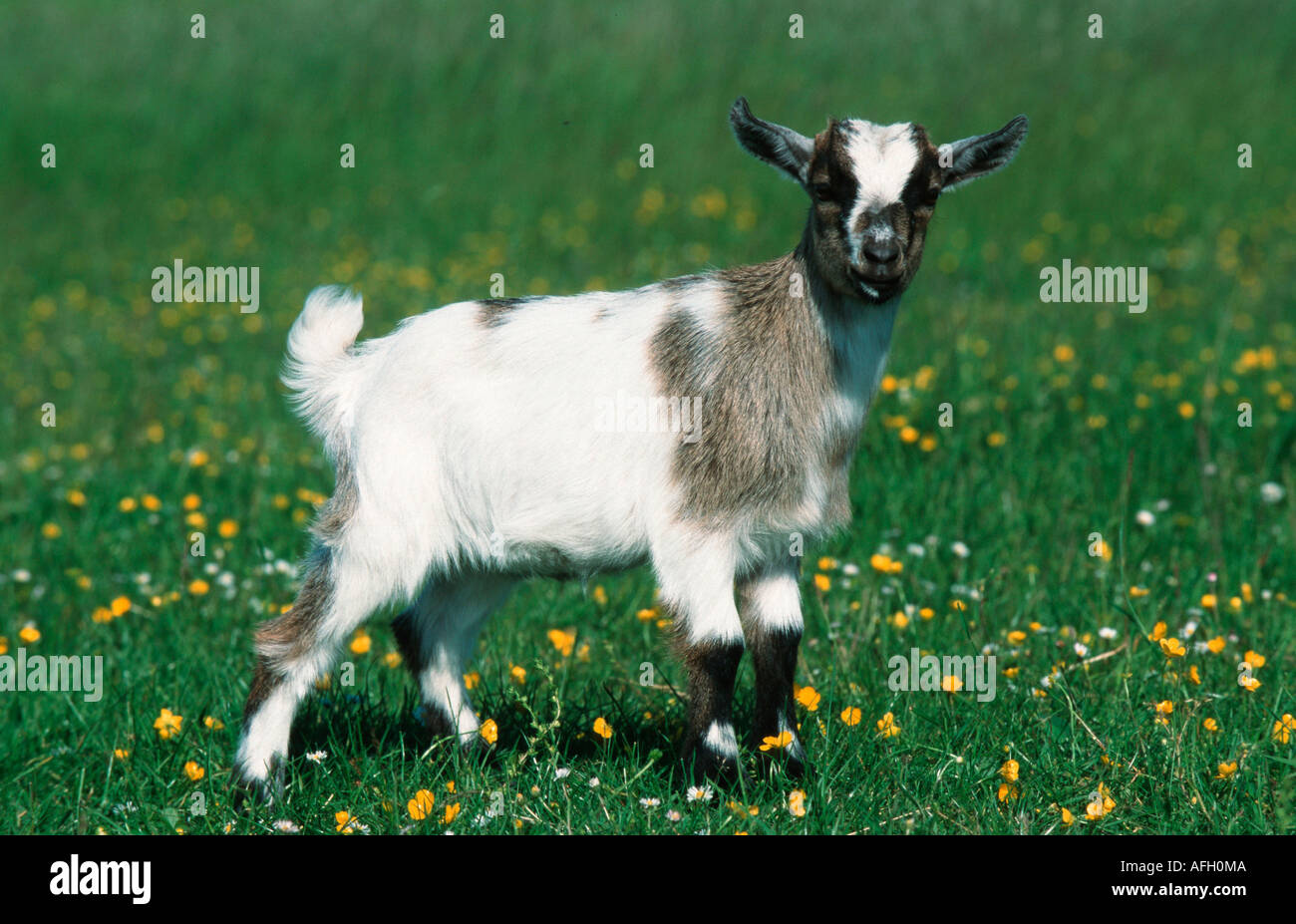 Goat, kid / side Stock Photo - Alamy