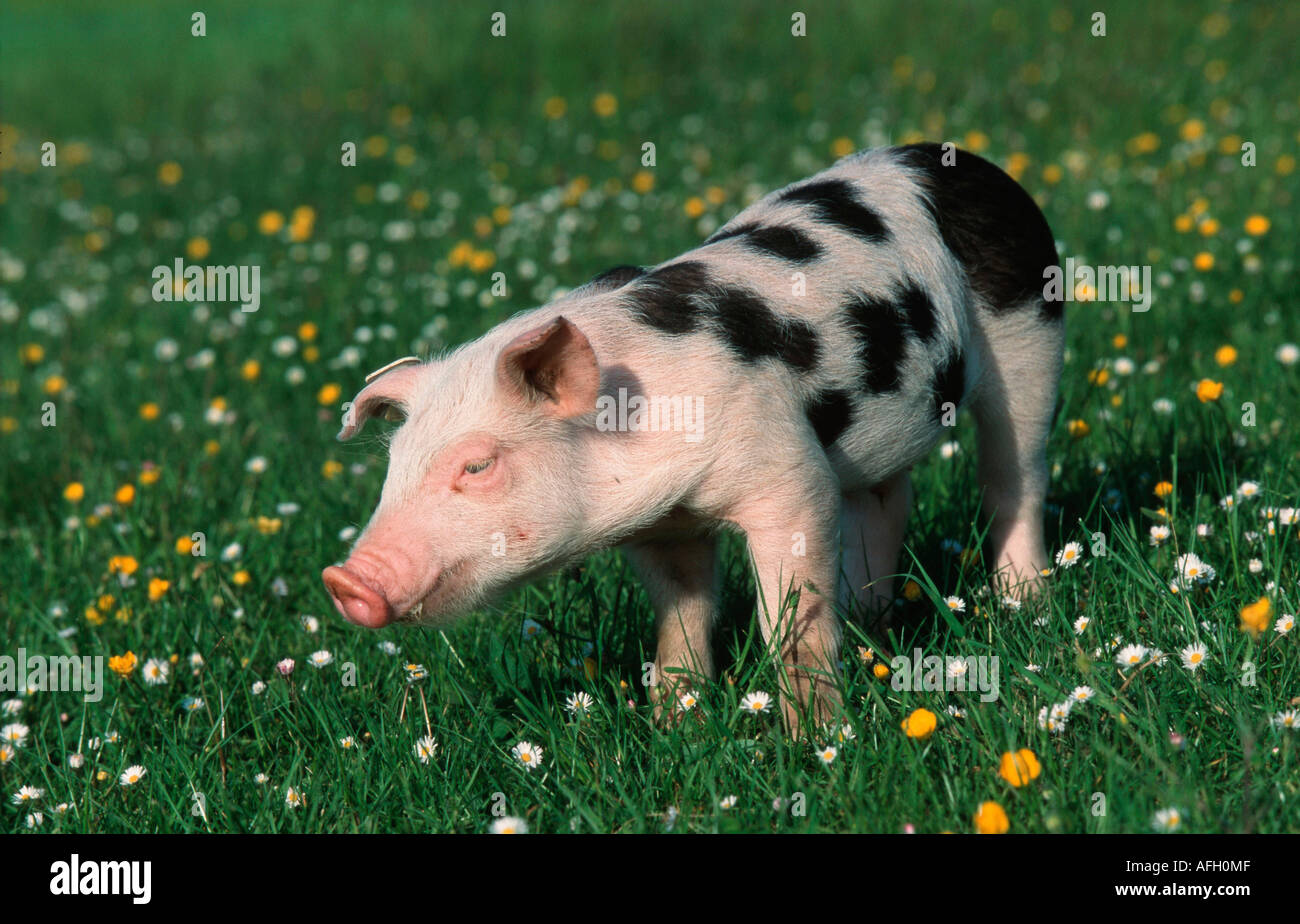 Domestic Pig, piglet Stock Photo - Alamy