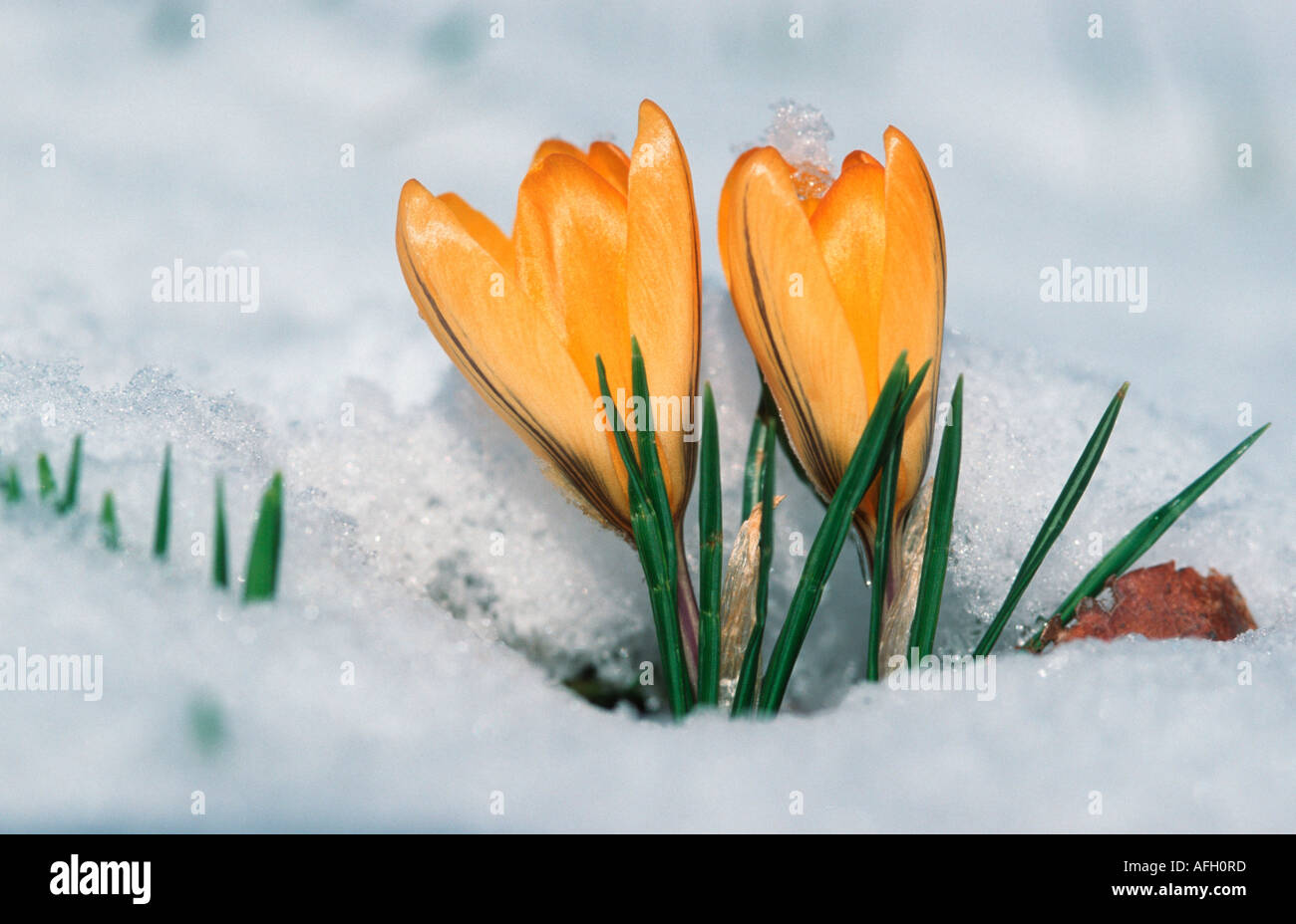 Breaking the snow hi-res stock photography and images - Alamy