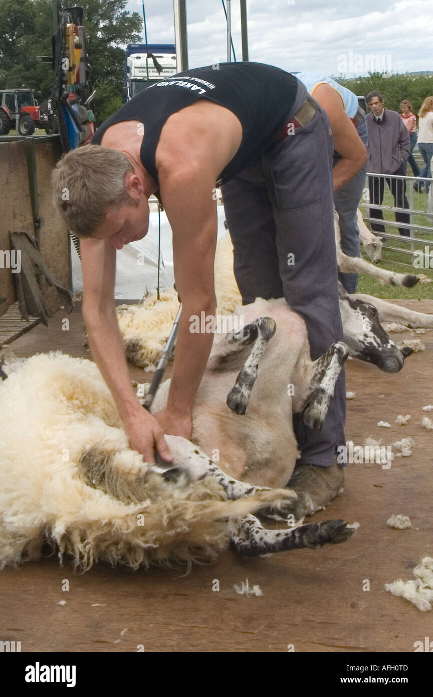 Sheep Shearing at the Bosworth Show Summer 2006 Stock Photo - Alamy