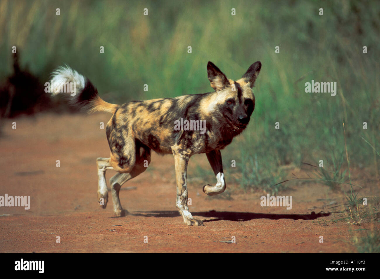 African Hunting Dog, Northern Province, South Africa / (Lycaon pictus ...