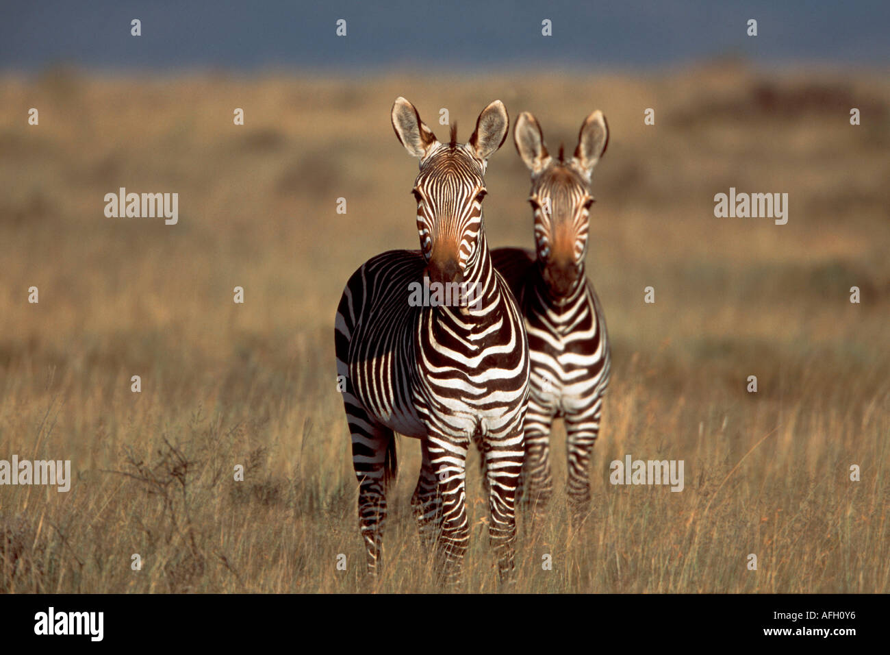 Mountain Zebras, Mountain Zebra Park, South Africa / (Equus zebra zebra ...
