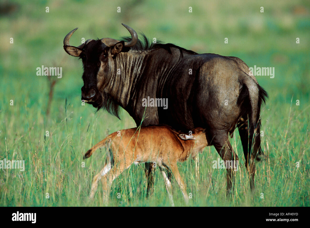 Blue Wildebeests, cow nursing calf, Pilanesberg Park, South Africa ...