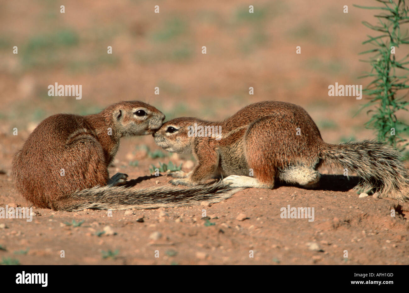 Cape Ground Squirrels, Kalahari Gemsbok Park, South Africa / (Xerus ...