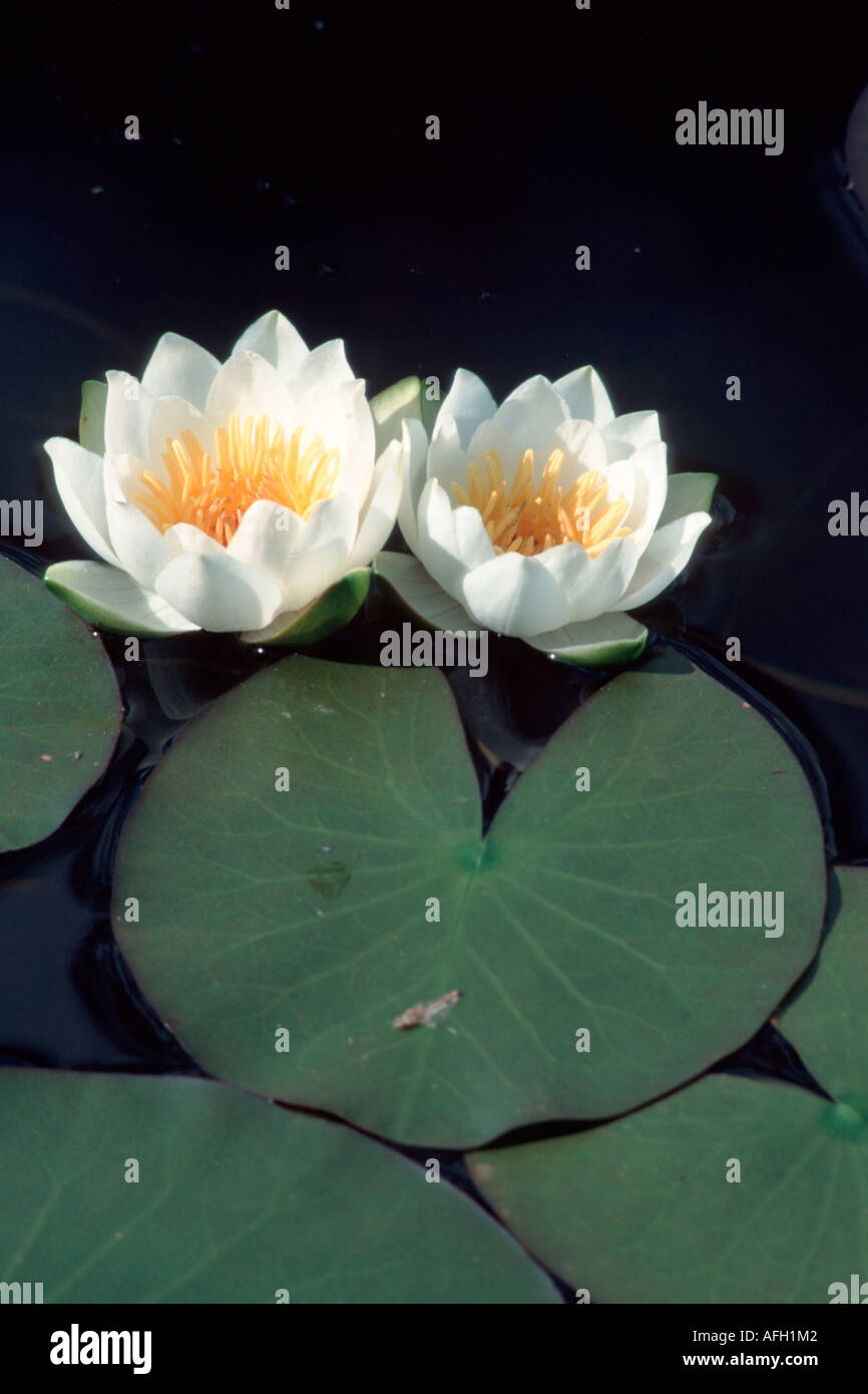 Jamtlands lan hi-res stock photography and images - Alamy